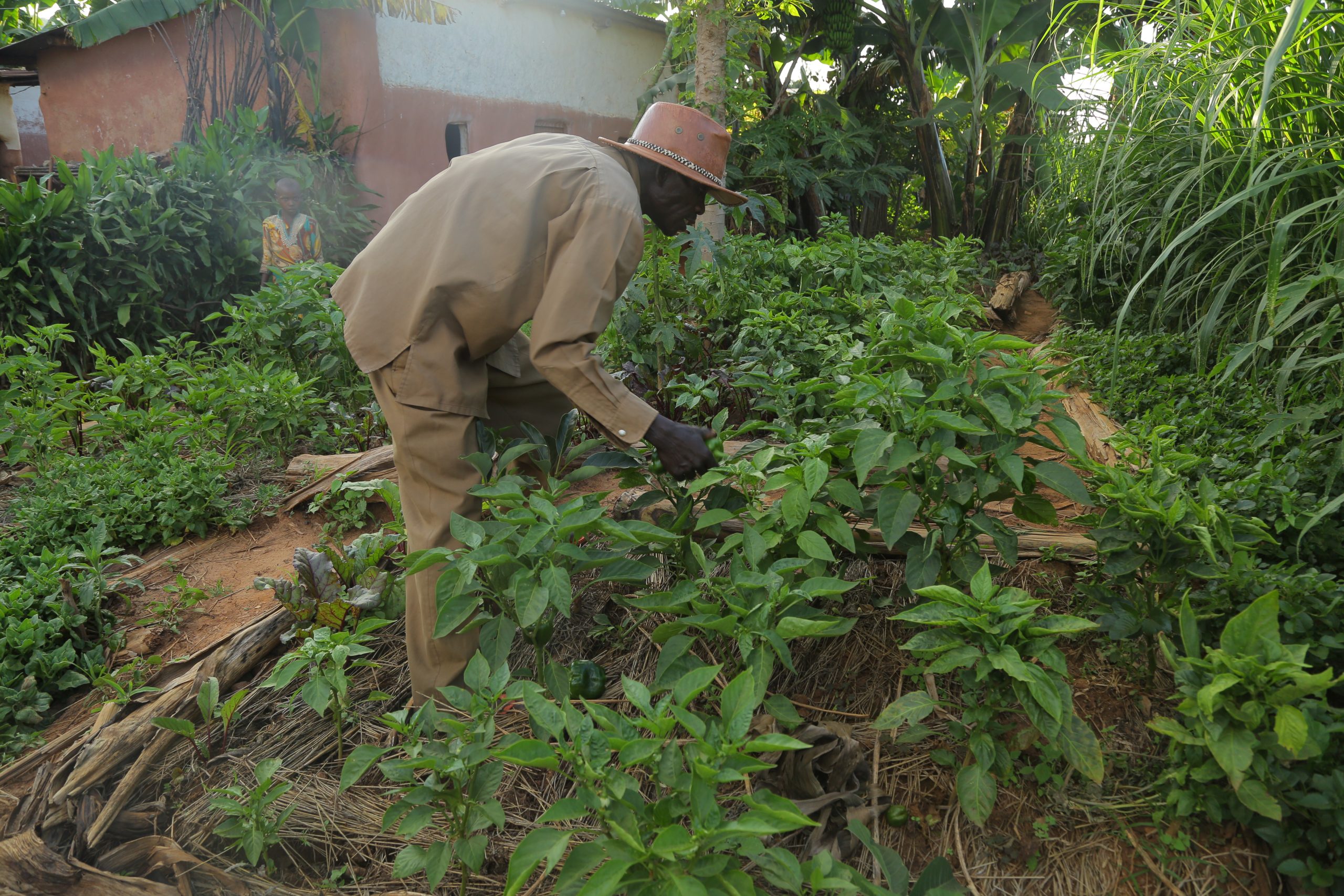 Analysis of Farmers’ Participation in Agriculture Performance Contracts ...